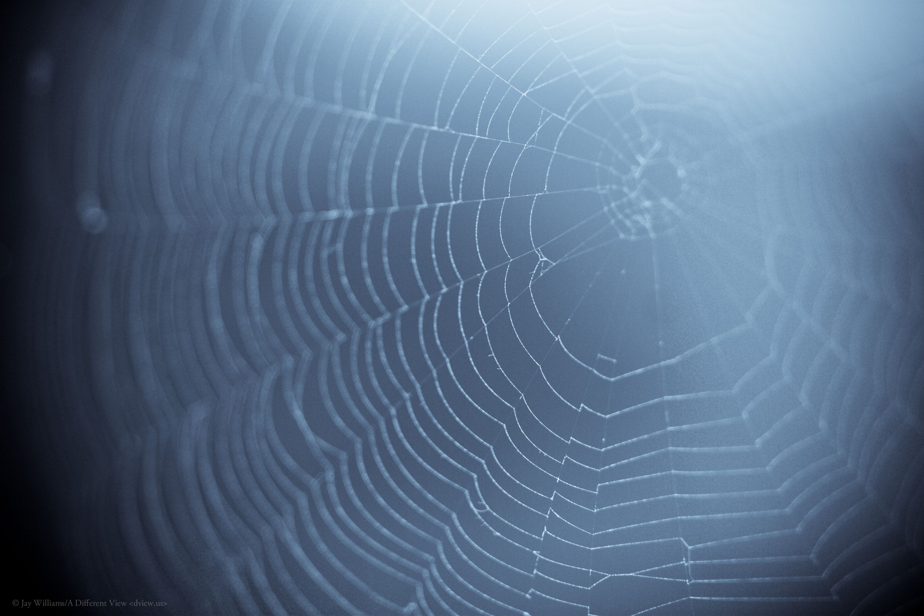 Spider Web | A Different View