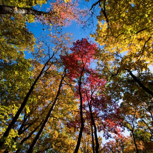 Gallery: Alabama | A Different View