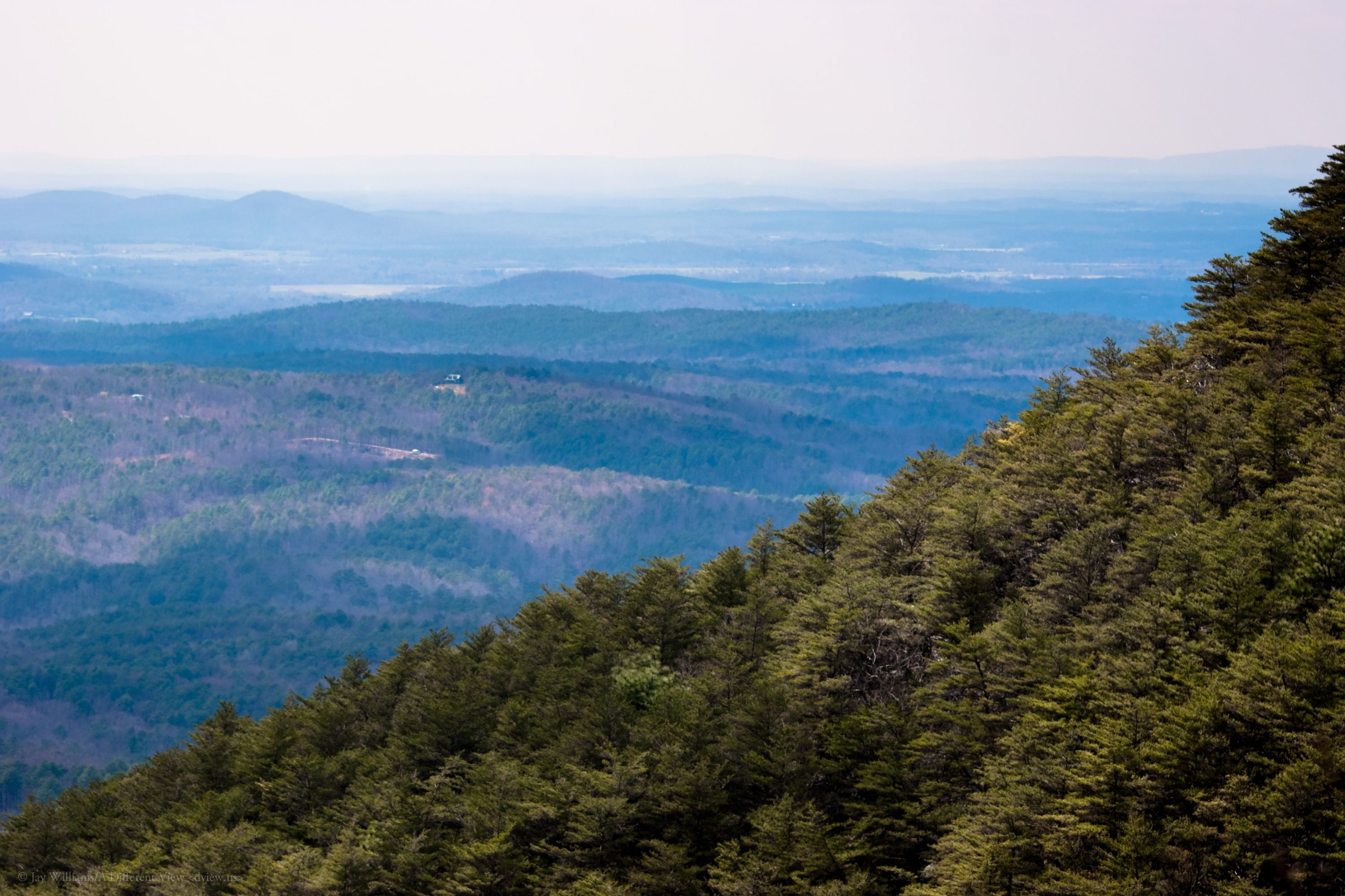 Treescape | A Different View